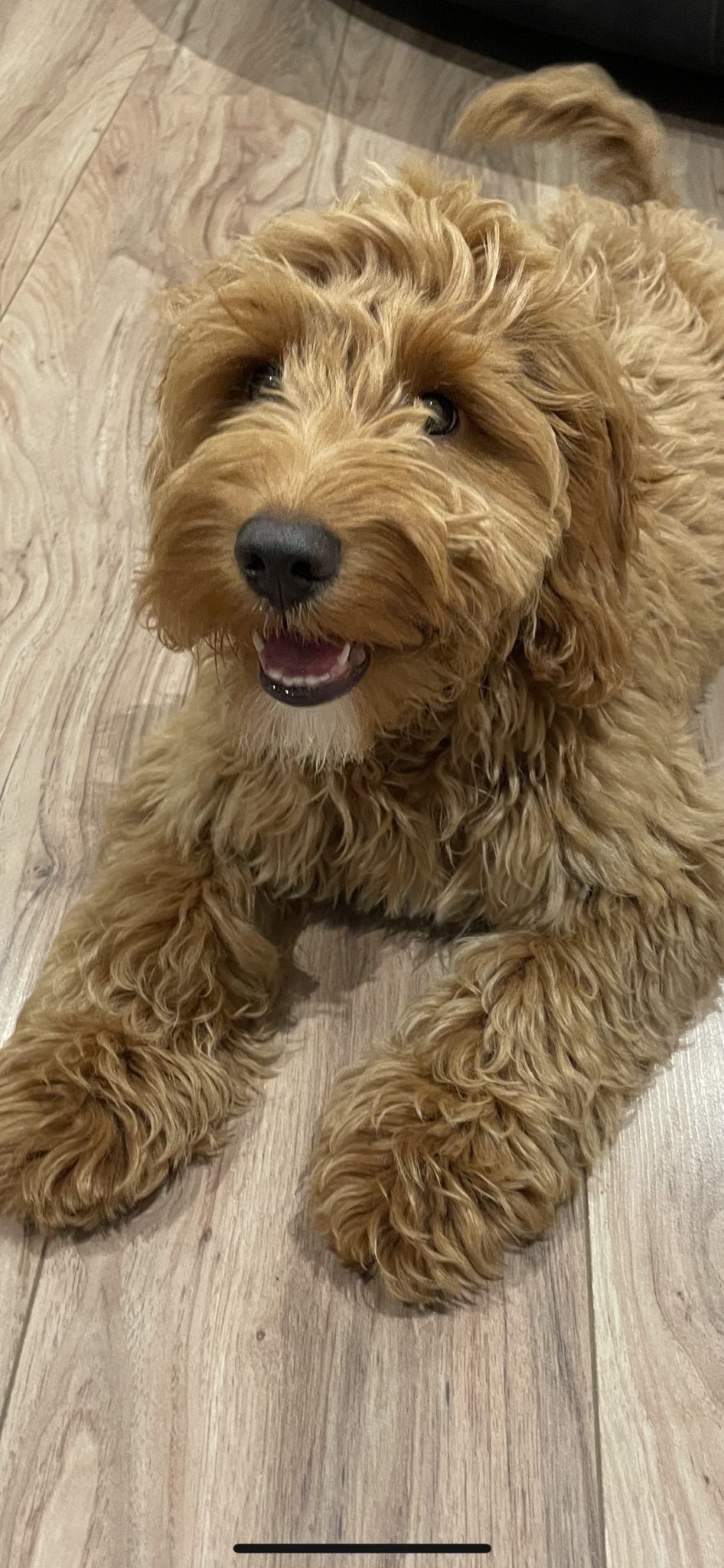 Pet Therapy – Springhead School